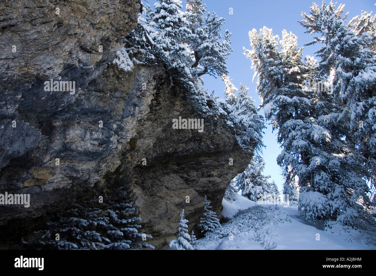 Winter landscape with snow covered trees and steep overhanging rock ...