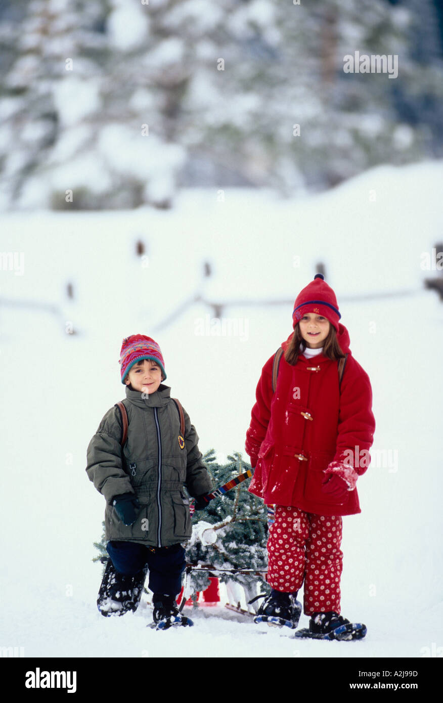 A boy and a girl pull a Christmas tree on a sled as they snowshoe ...