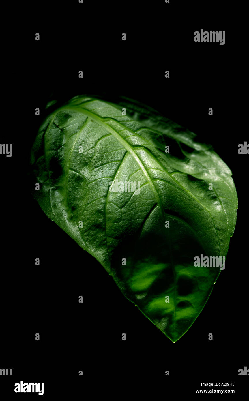 a basil leaf Stock Photo - Alamy