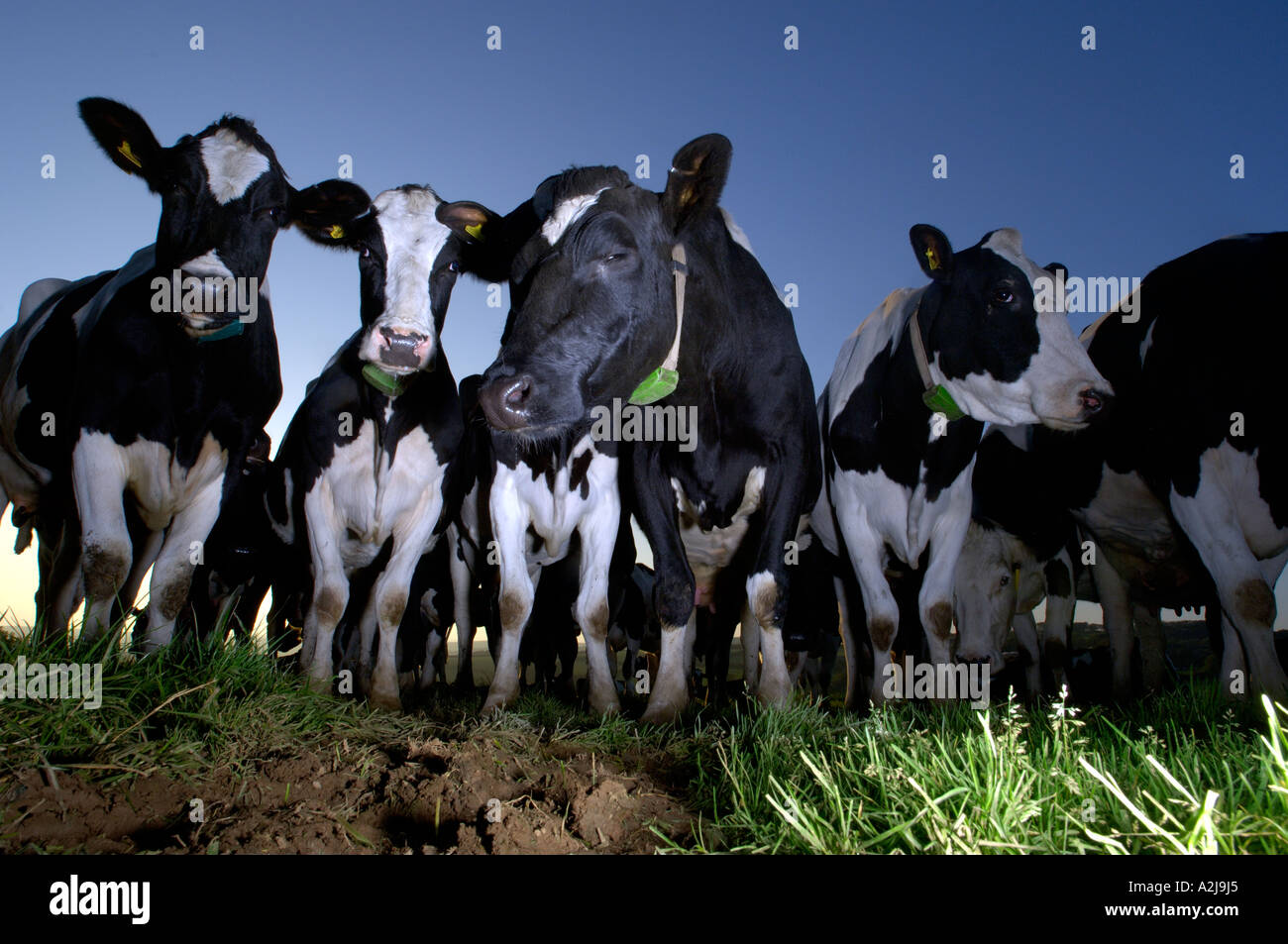Holstein friesan hi-res stock photography and images - Alamy