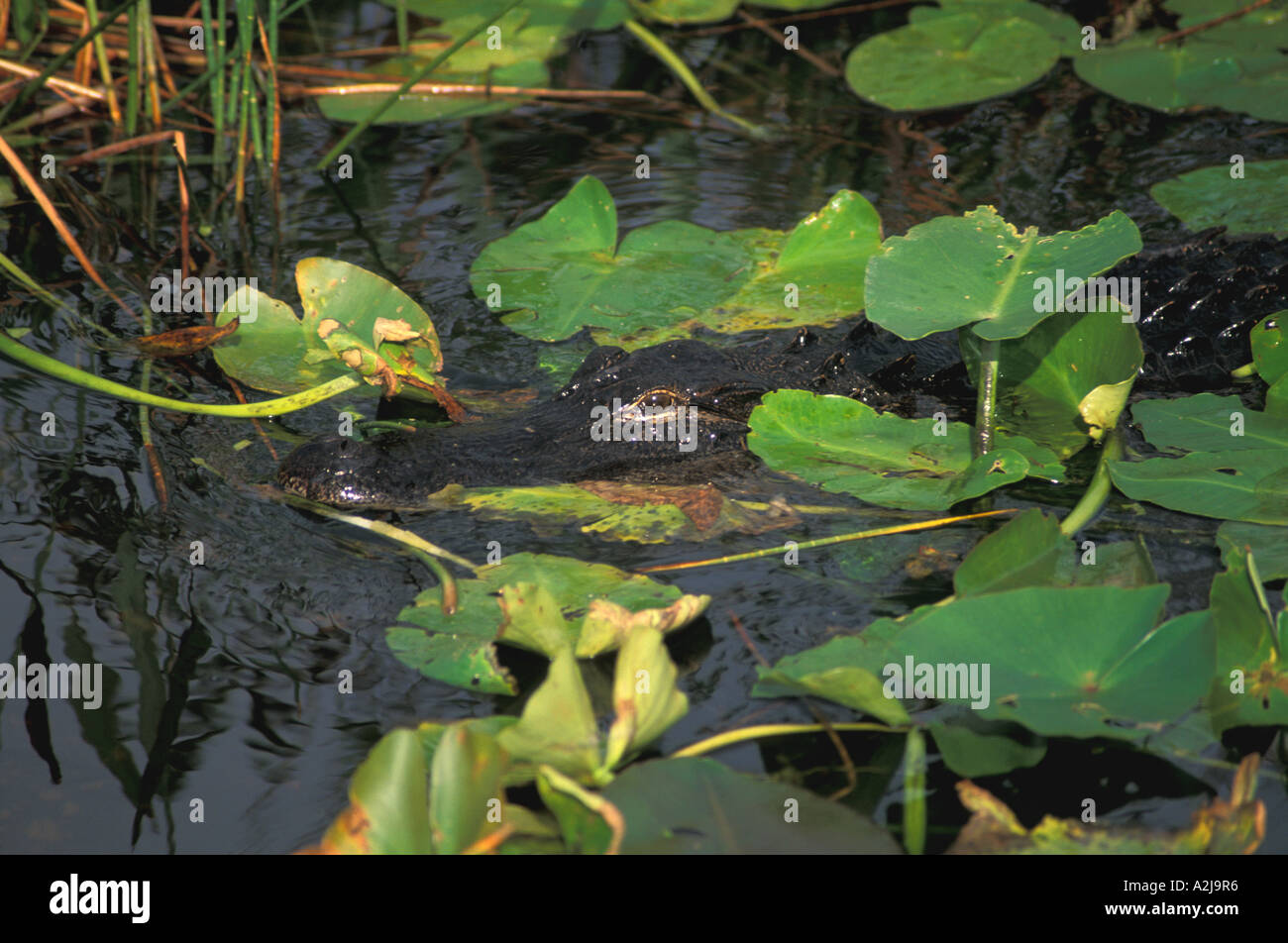American Alligator hiding in lily pads, Everglades National Park Stock ...