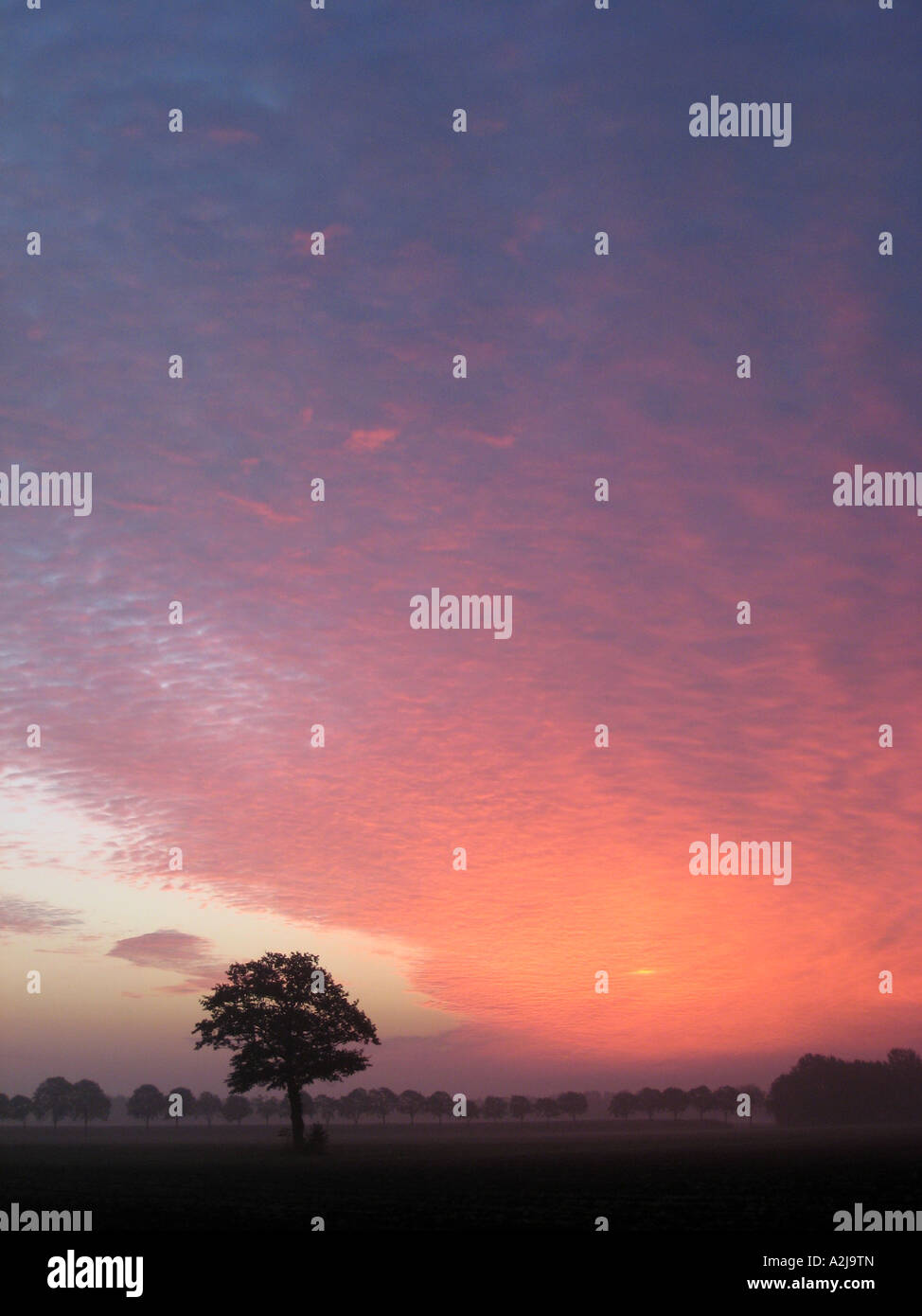 red early morning sky just before sunrise with prominent single tree in ...