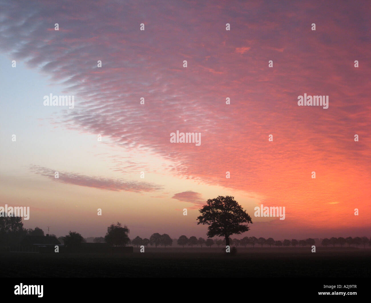 red early morning sky just before sunrise with prominent single tree in ...