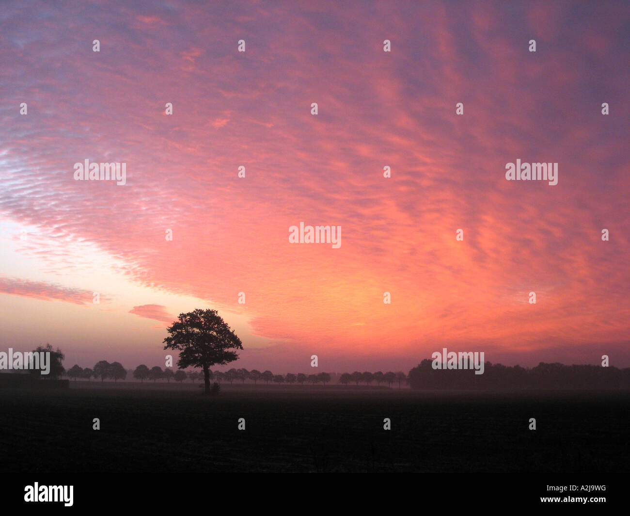 red early morning sky just before sunrise with prominent single tree in ...