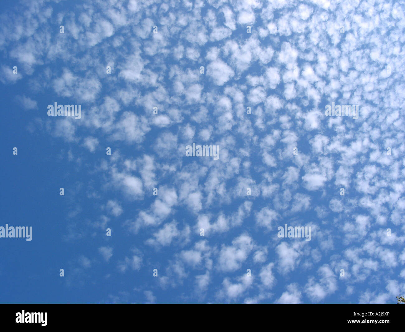 Fluffy cirrocumulus tufts of cloud and blue skies Stock Photo - Alamy