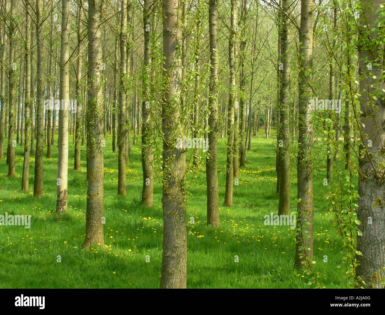 Frame filling image with row of parallel trees in field with some ...