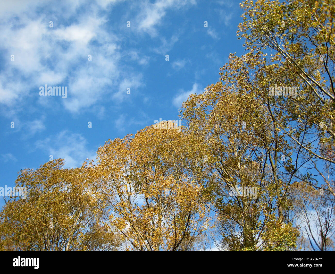 Autumnal trees under deep blue skies with large prominent trees in ...