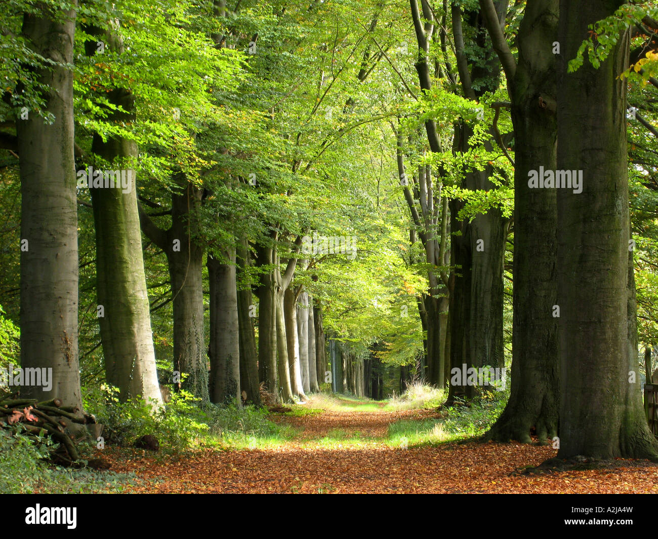 autumnal woodland avenue with massive beech trees near Hillenraad ...