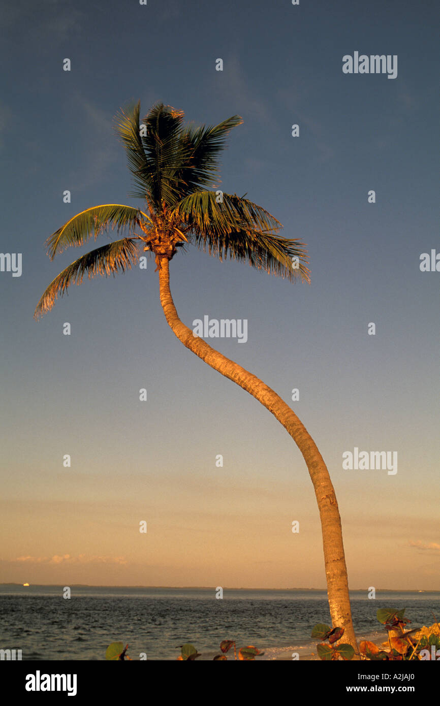 Palm Tree, unusual twisted shape Stock Photo - Alamy