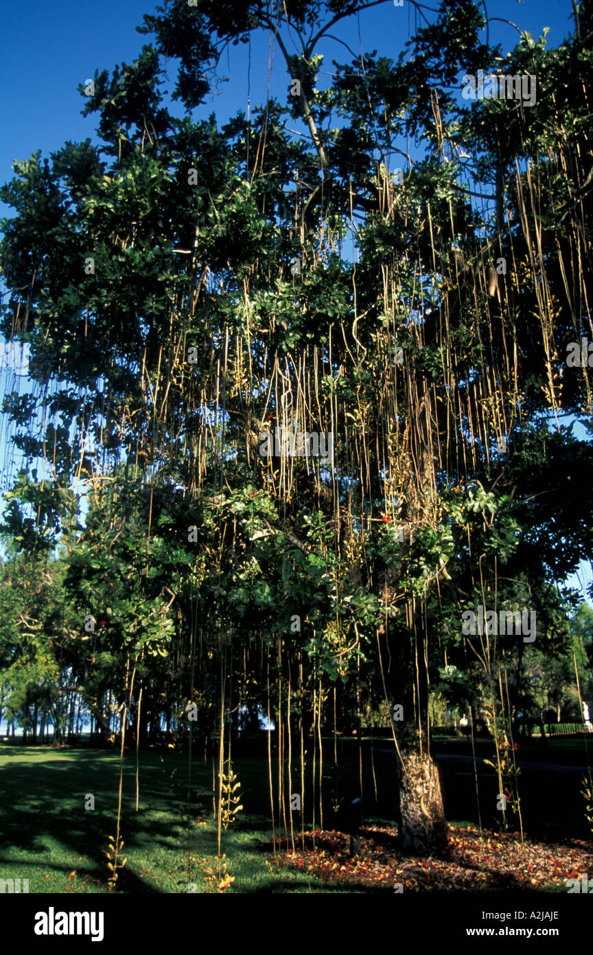 Ringling estate & museum hi-res stock photography and images - Alamy