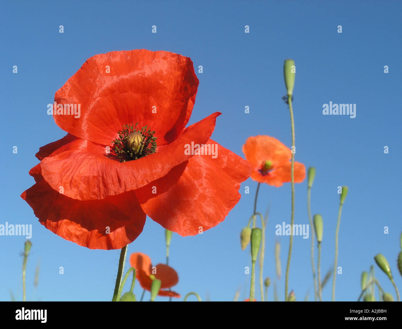 single common red poppy against blue skies Stock Photo - Alamy