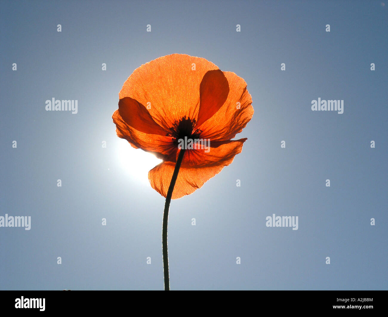 single common red poppy backlit against blue skies Stock Photo - Alamy