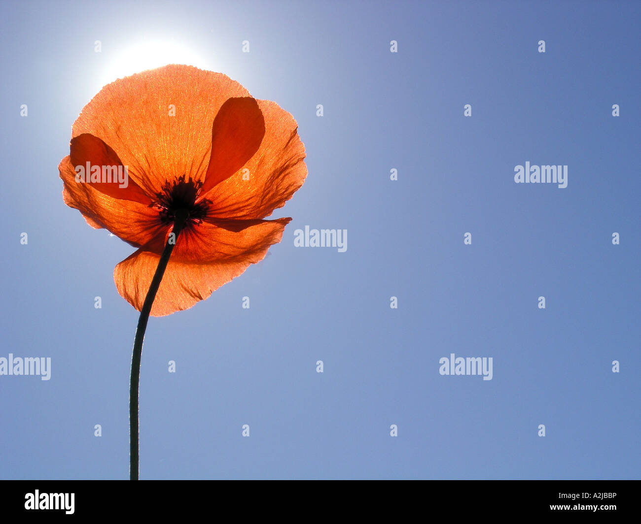 single common red poppy against blue skies Stock Photo - Alamy