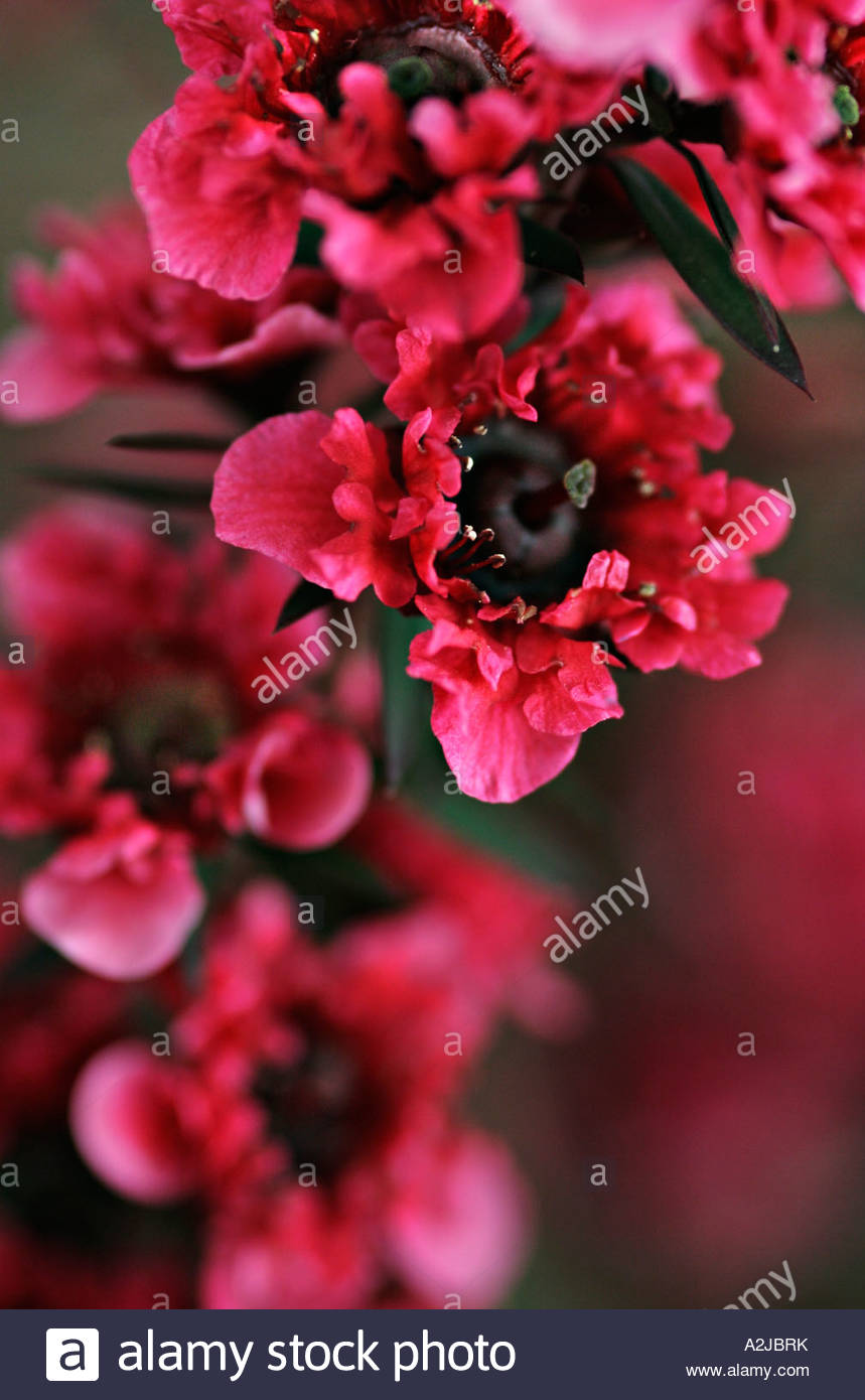 Manuka Flower Stock Photos & Manuka Flower Stock Images - Alamy