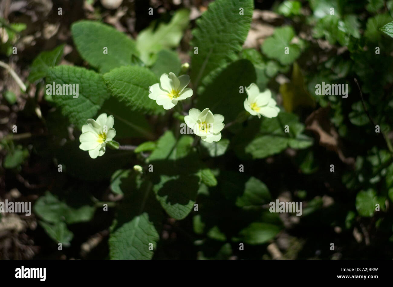 Primrose wood uk hi-res stock photography and images - Alamy