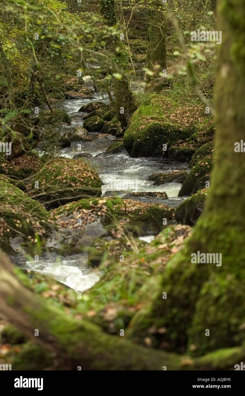 The River Bovey flows around rocks during Autumn in Hisley Wood, near ...