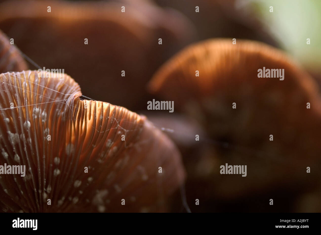 Fungi decay on a tree in Hisley Wood, near Lustleigh, Devon, UK Stock ...