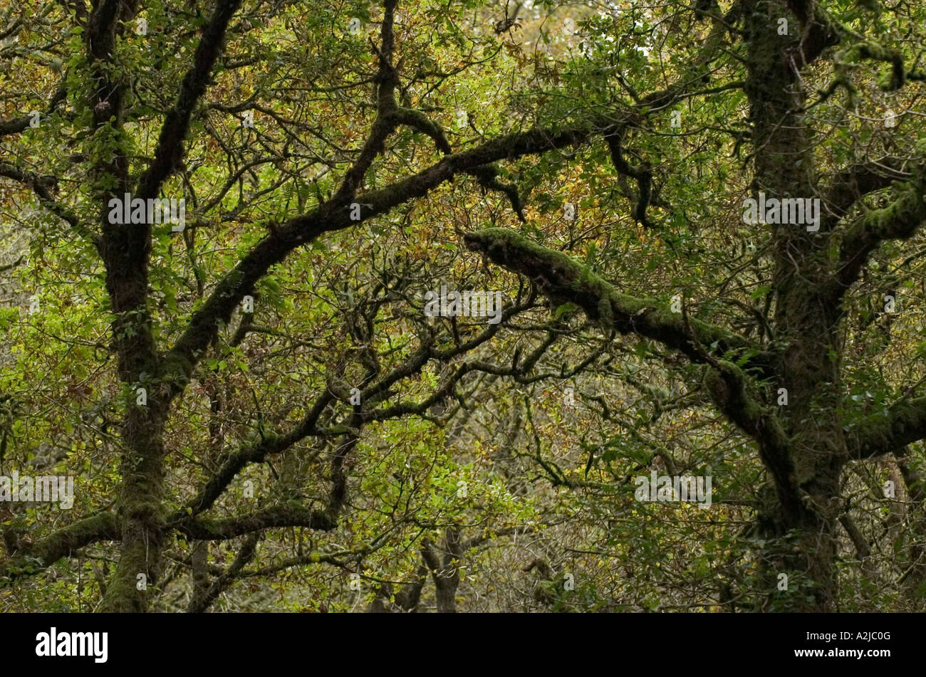 Autumn leaves on oak trees in Hisley Wood, near Lustleigh, Devon, UK ...