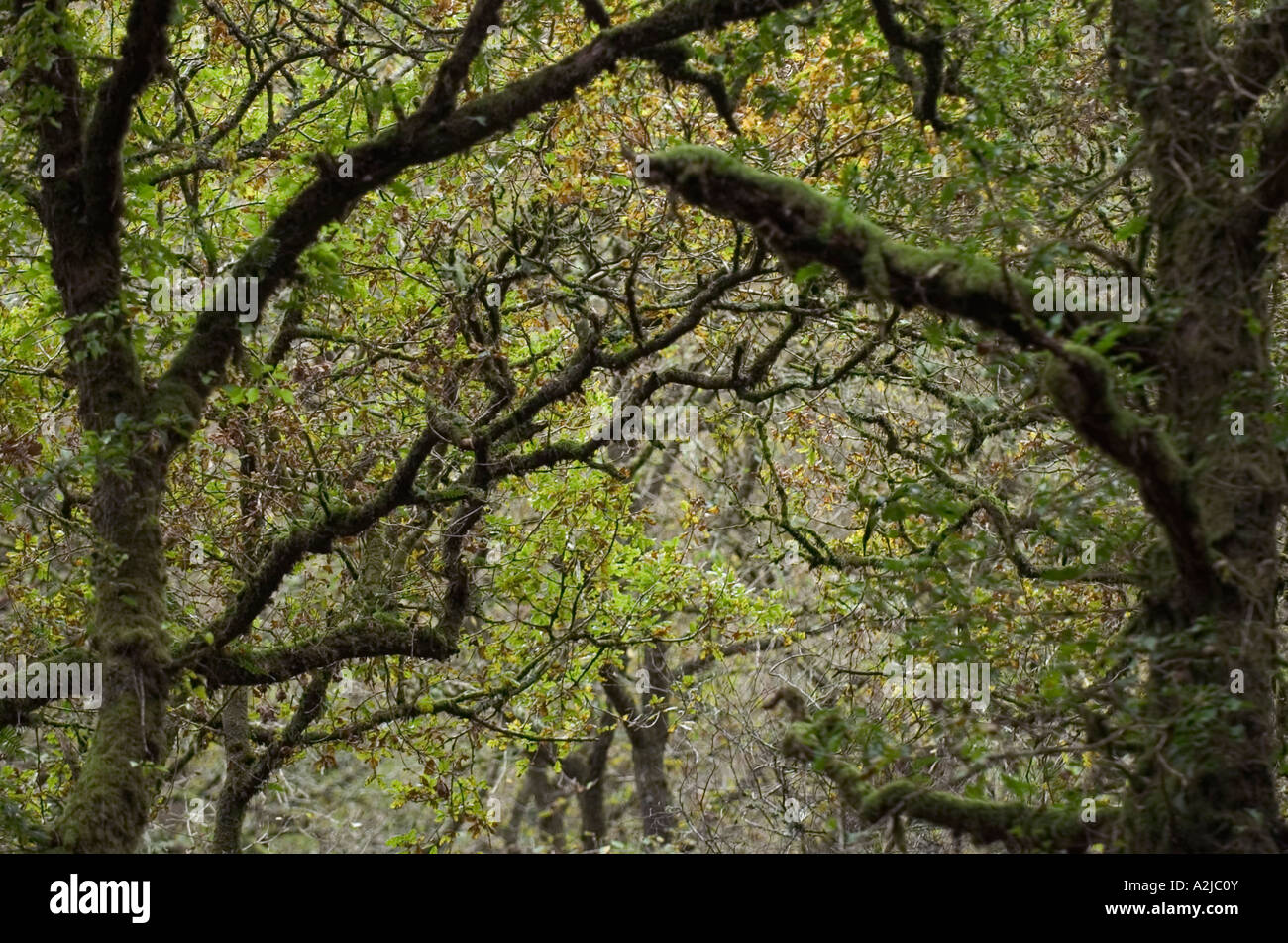 Autumn leaves on oak trees in Hisley Wood, near Lustleigh, Devon, UK ...