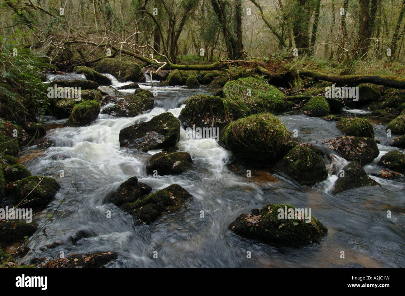 The River Bovey flows around rocks during Autumn in Hisley Wood, near ...