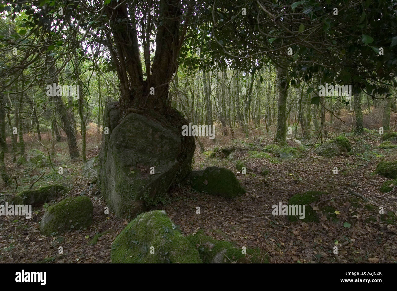 A tree growing out of a rock during Autumn in Hisley Wood Devon UK ...