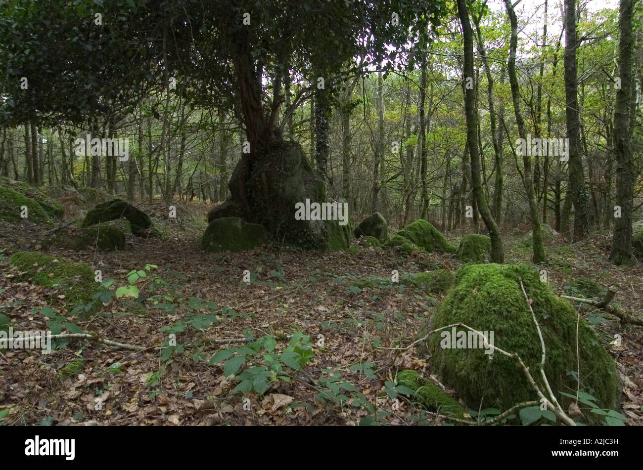 A tree growing out of a rock during Autumn in Hisley Wood Devon UK ...