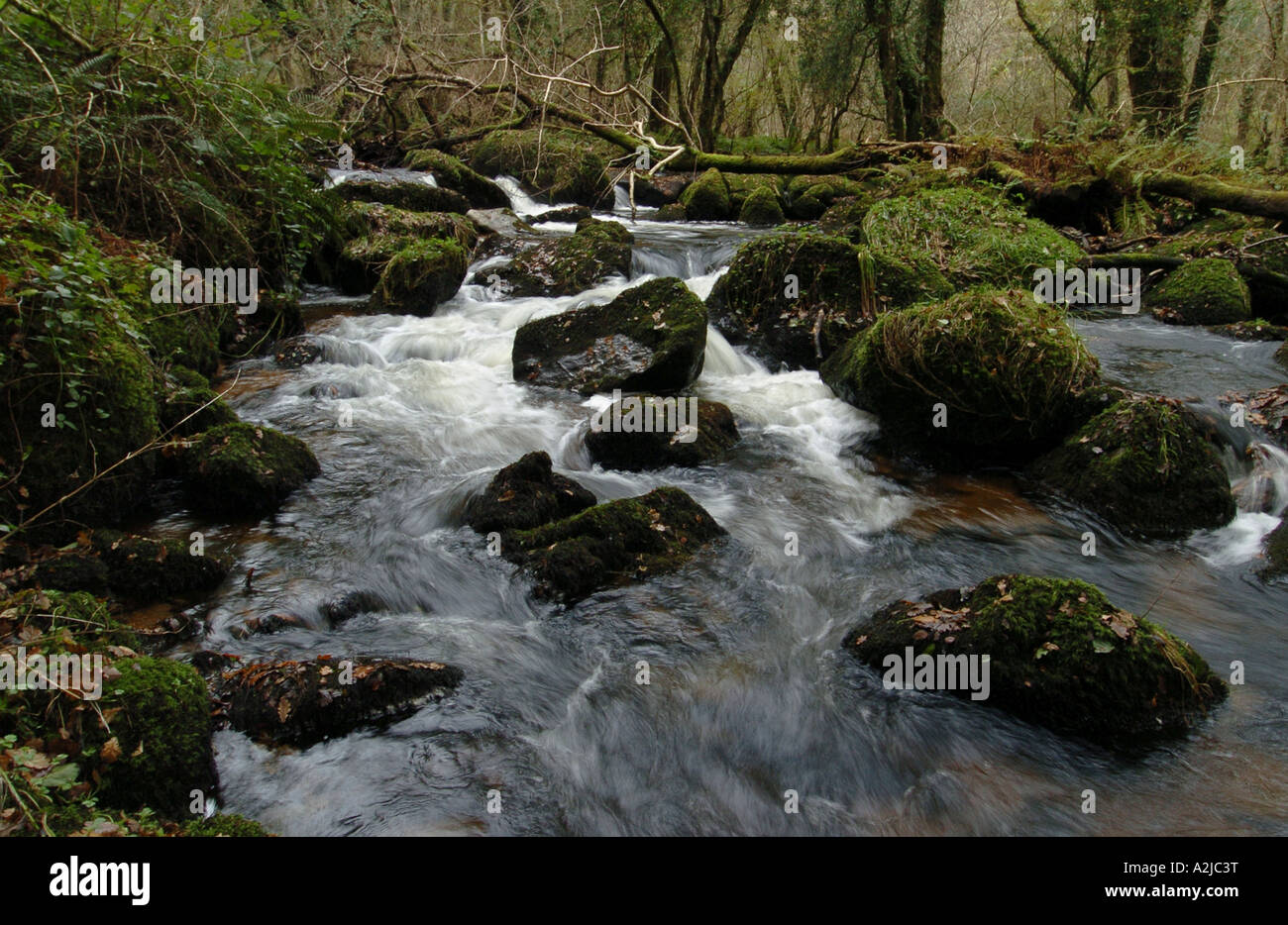 The River Bovey flows around rocks during Autumn in Hisley Wood, near ...