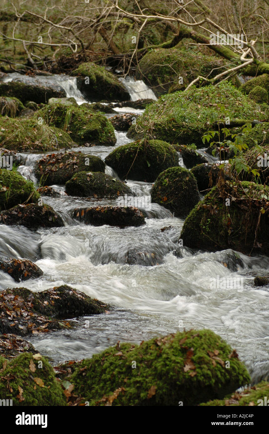 The River Bovey flows around rocks during Autumn in Hisley Wood, near ...