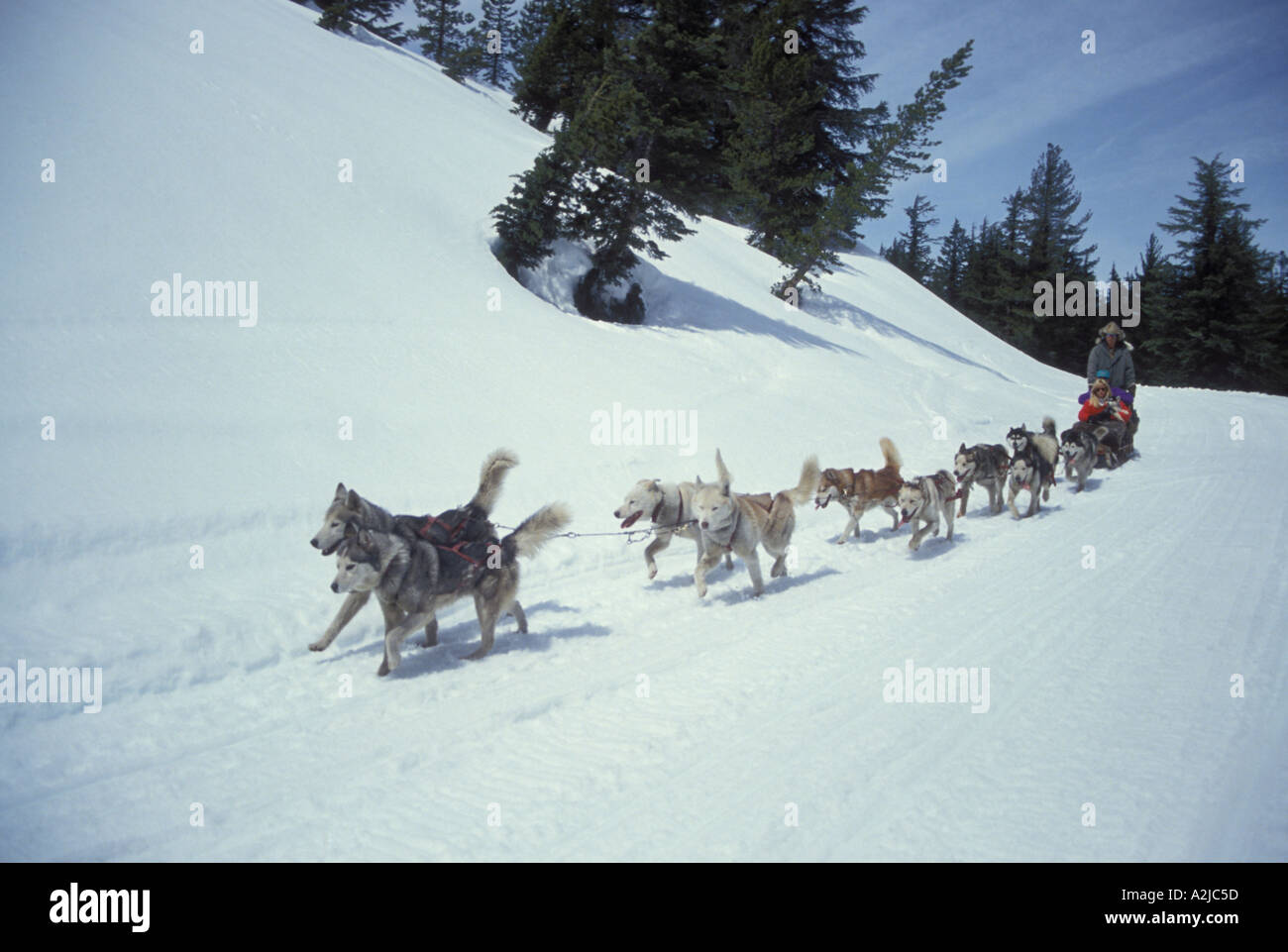 Team of dogs pull a sled with a man and woman through a snowy woods ...