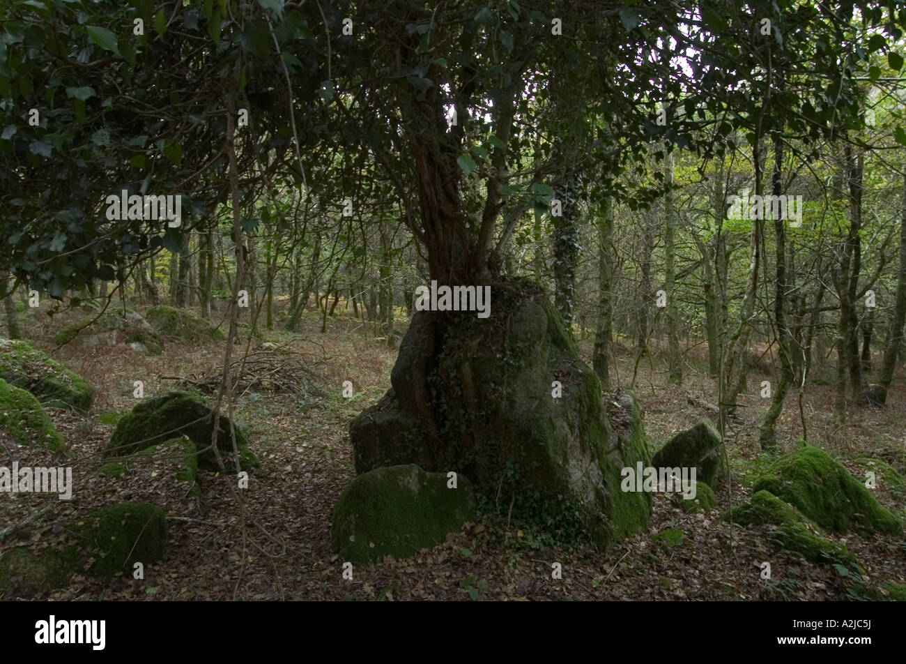 A tree growing out of a rock during Autumn in Hisley Wood Devon UK ...