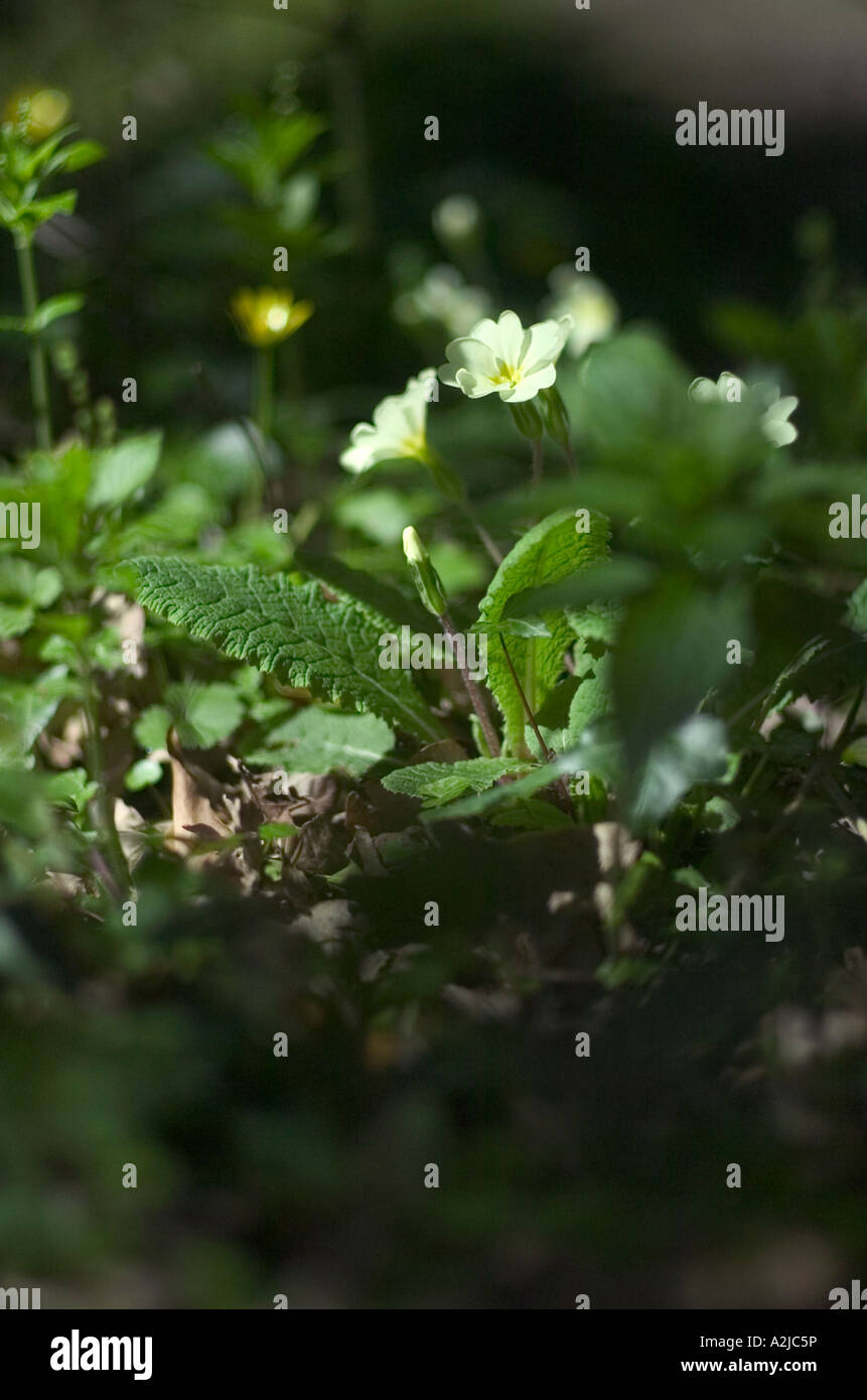Wild primrose hi-res stock photography and images - Alamy