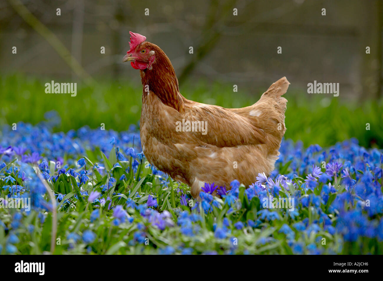 Bluebell hen hi-res stock photography and images - Alamy