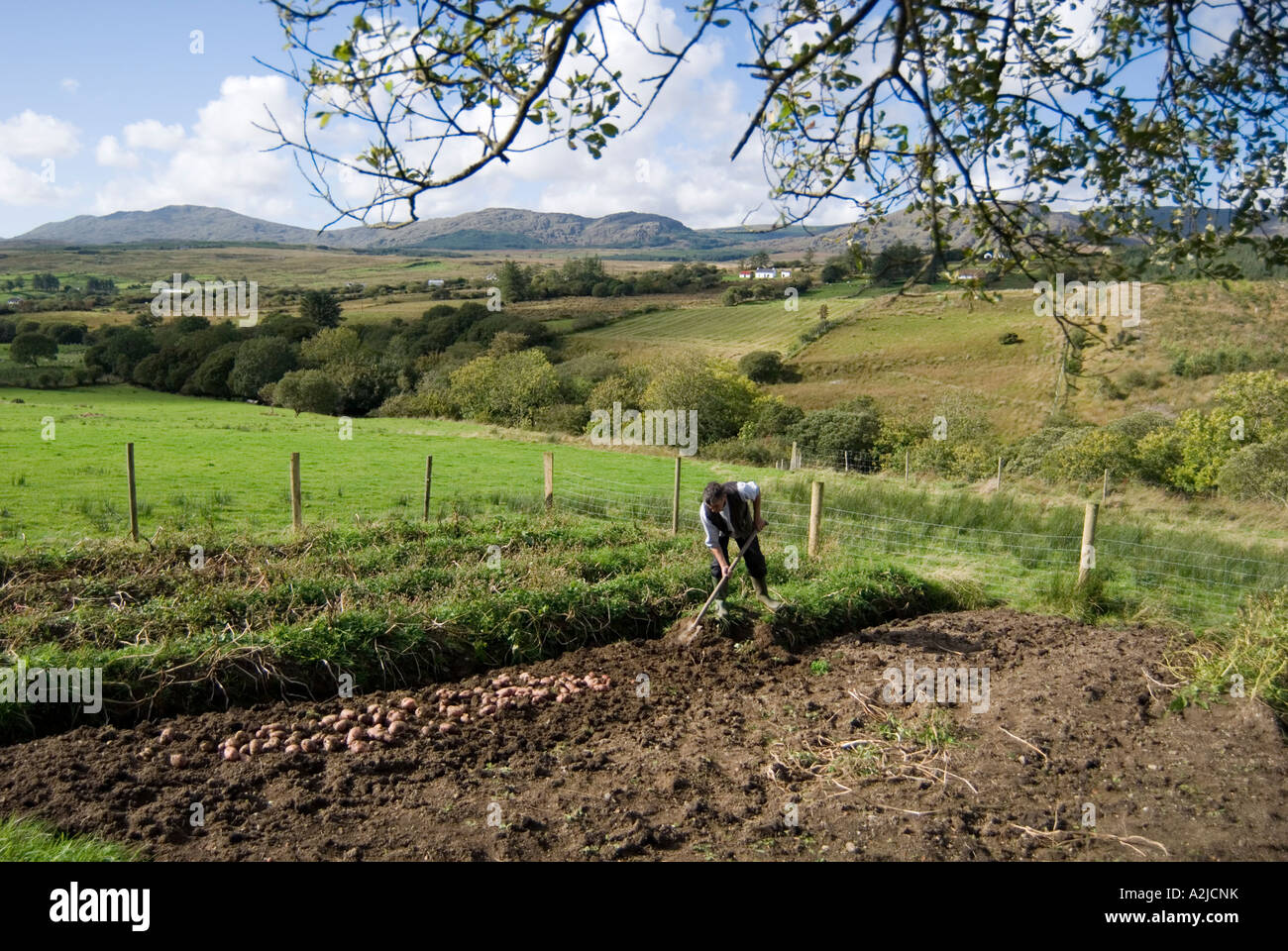 Potato farming ireland hi-res stock photography and images - Alamy