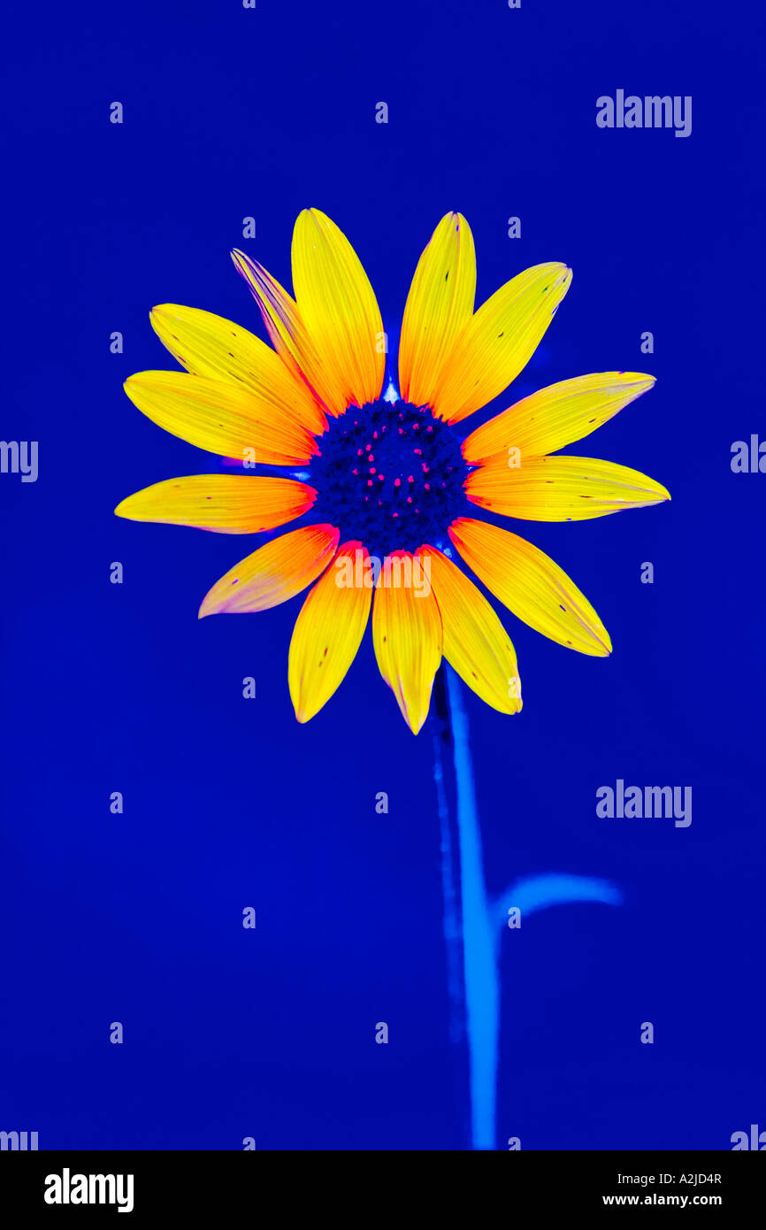 Manipulated in photoshop hi-res stock photography and images - Alamy