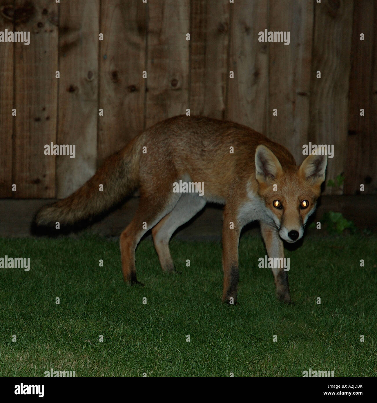Foxes garden night hi-res stock photography and images - Alamy
