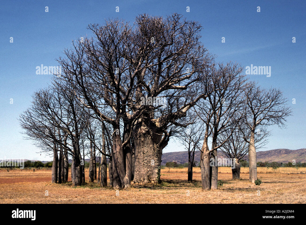 Boab trees Kununara Western Australia Stock Photo - Alamy
