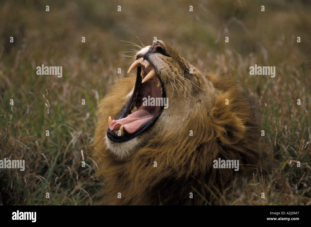 AF, Kenya, Masai Mara. Male lion showing teeth (wild, panthera leo ...