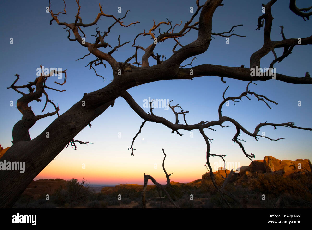 sunset moon tree Arches National Park Utah USA Stock Photo - Alamy