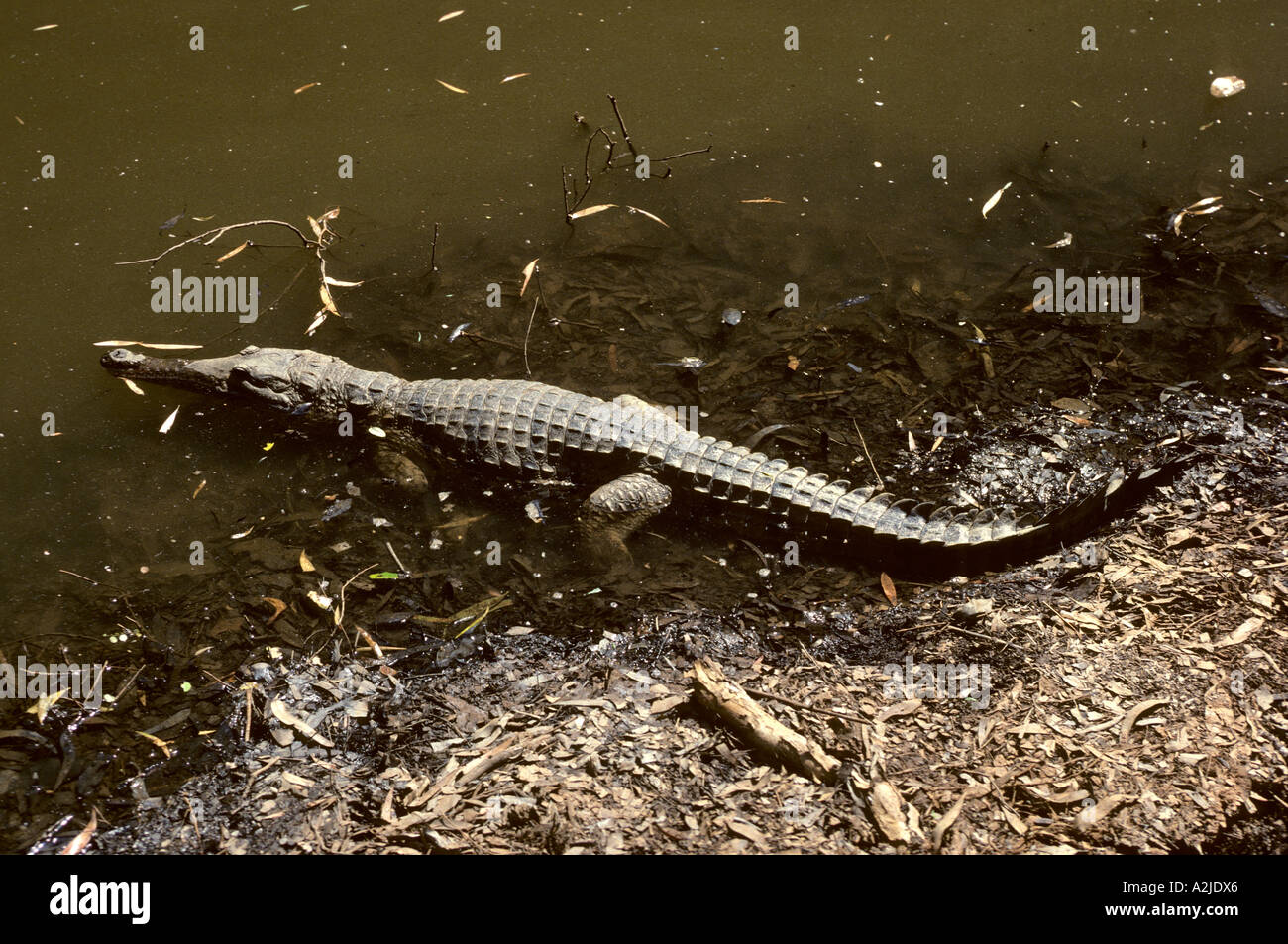 Fresh water crocodile Wynjana Gorge Western Australia Stock Photo - Alamy