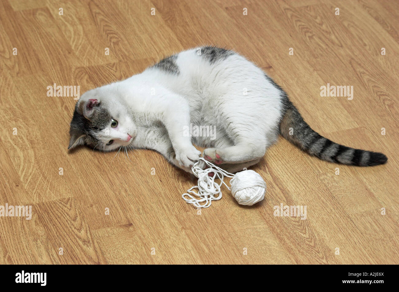 Domestic cat playing with ball of wool on floor Stock Photo - Alamy