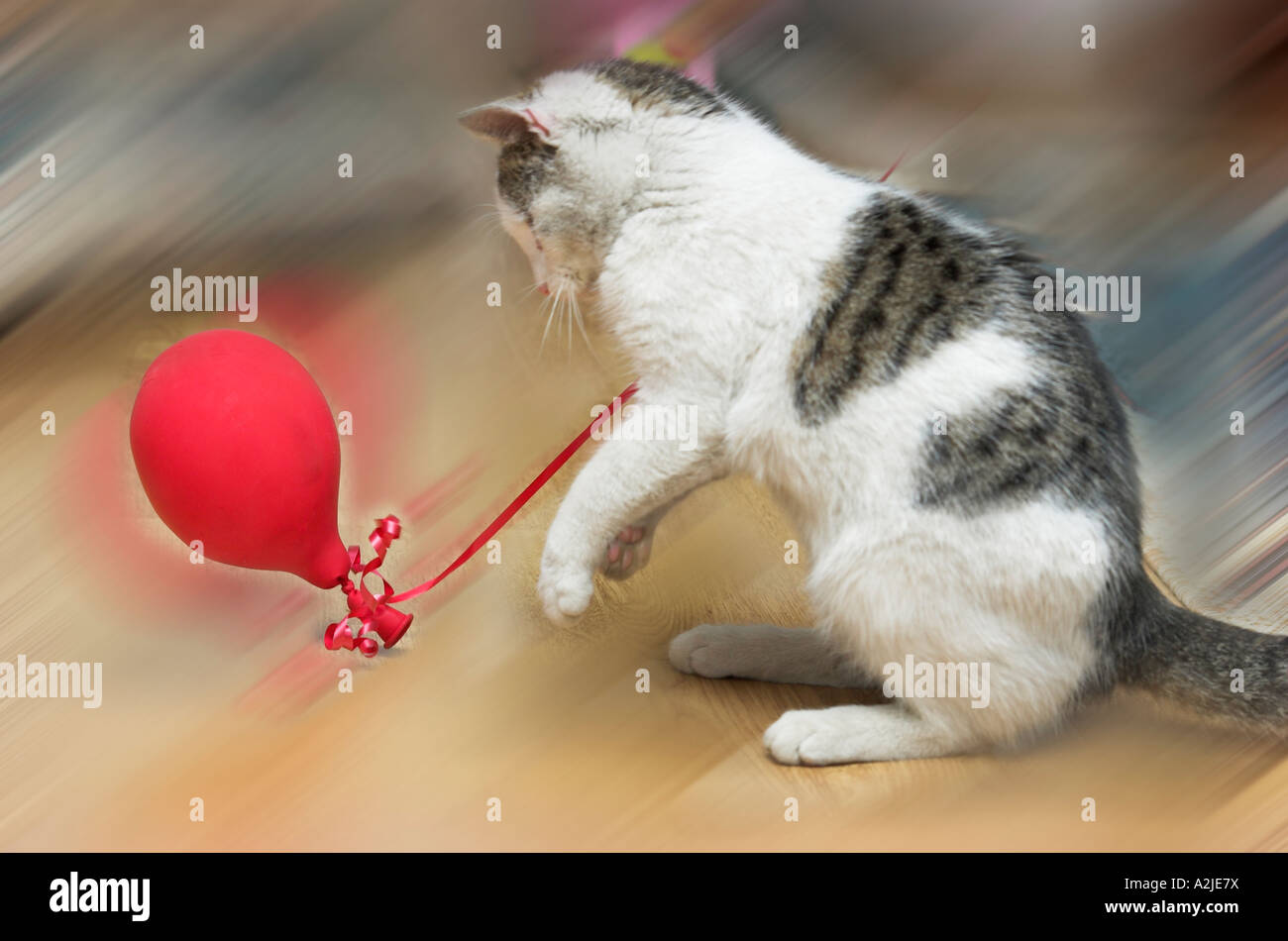 Balloon cat hi-res stock photography and images - Alamy