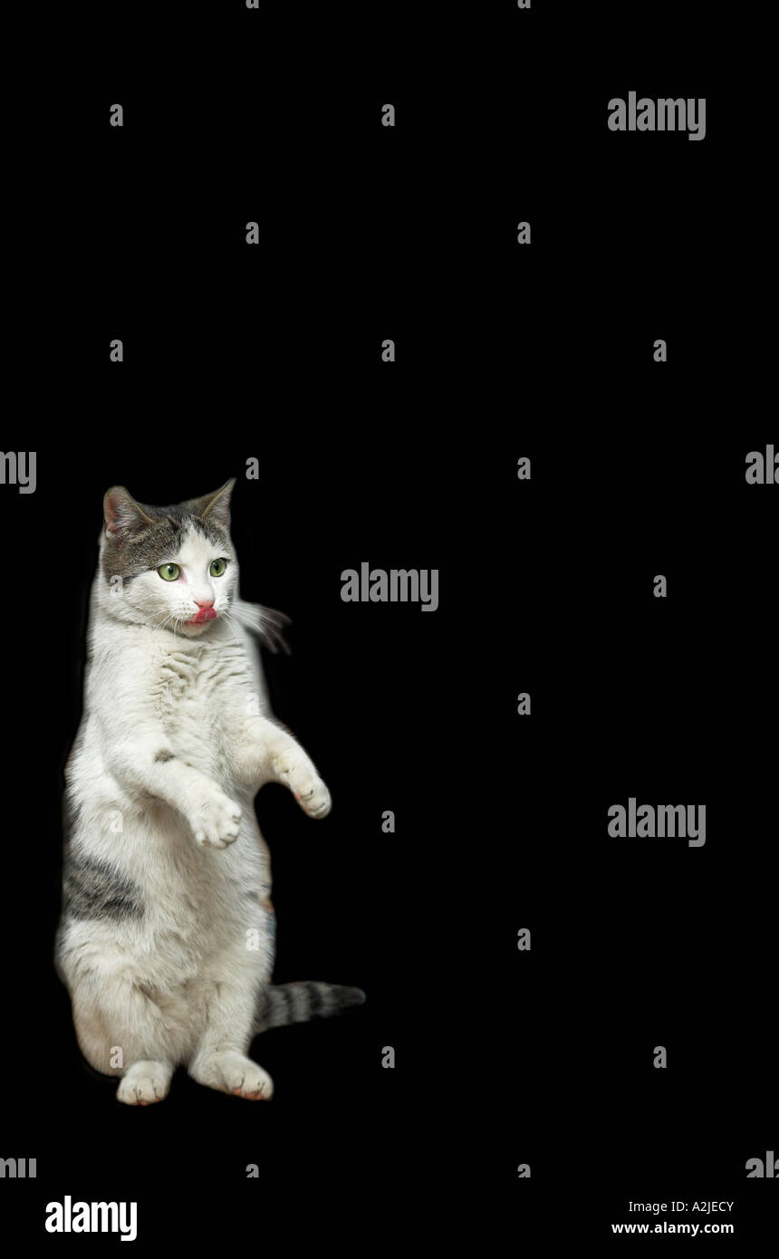 Funny domestic cat on hind legs sticking tongue out Stock Photo - Alamy