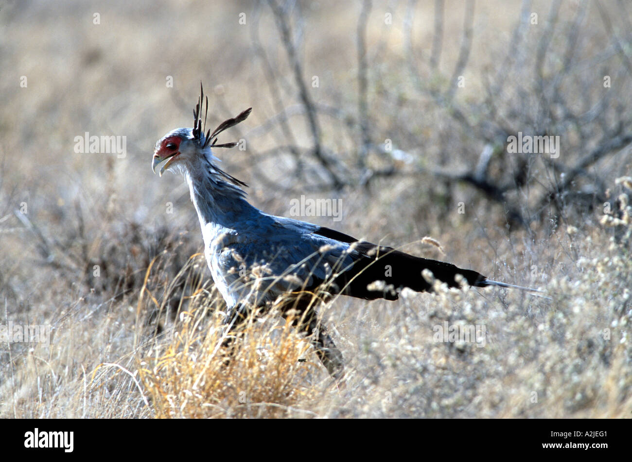 Kenya, Samburu national wildlife preserve, Secretary bird, Sagittarius ...