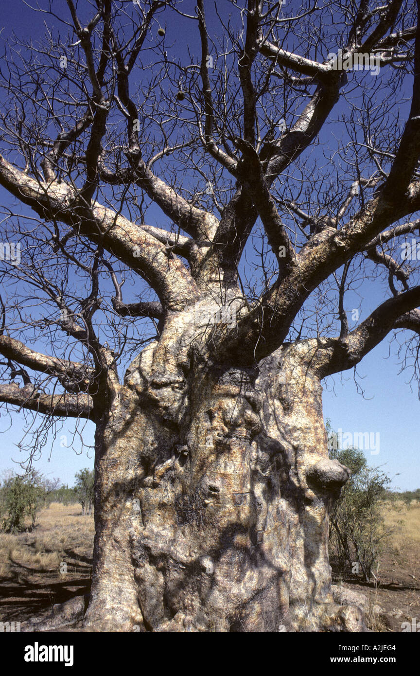 Giant boab tree Kimberleys Western Australia Stock Photo - Alamy