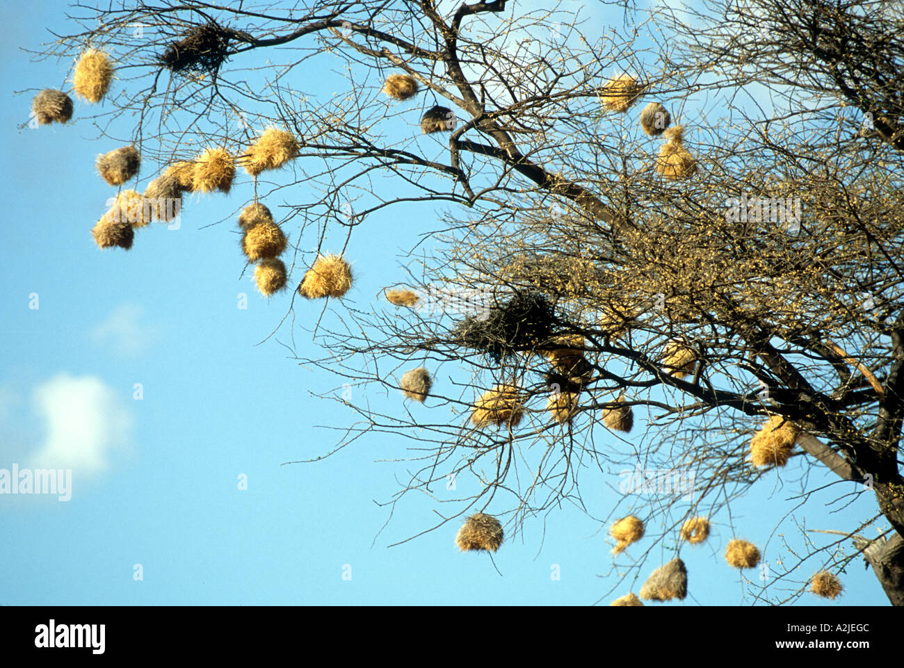 Kenya, Samburu national wildlife preserve, weaver-bird nests, unique ...
