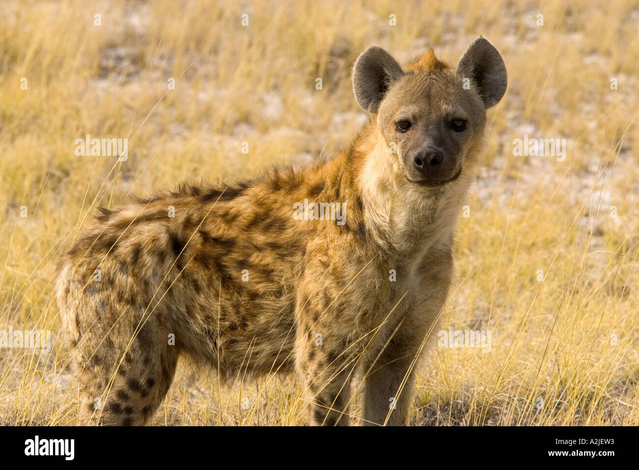 Namibia, Africa: Spotted Hyena (Crocuta Crocuta) at Namutoni Resort ...