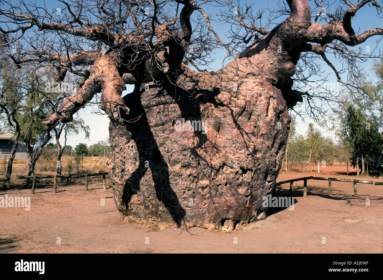 The boab prison tree hi-res stock photography and images - Alamy