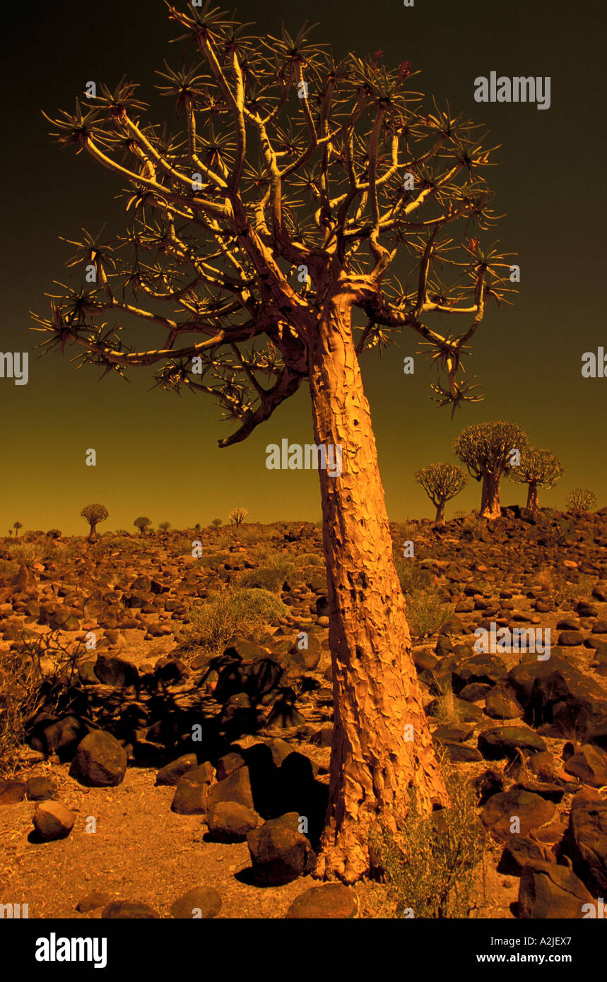 Namibia, Keetmanshoop Kokerboom (quivertree Stock Photo - Alamy