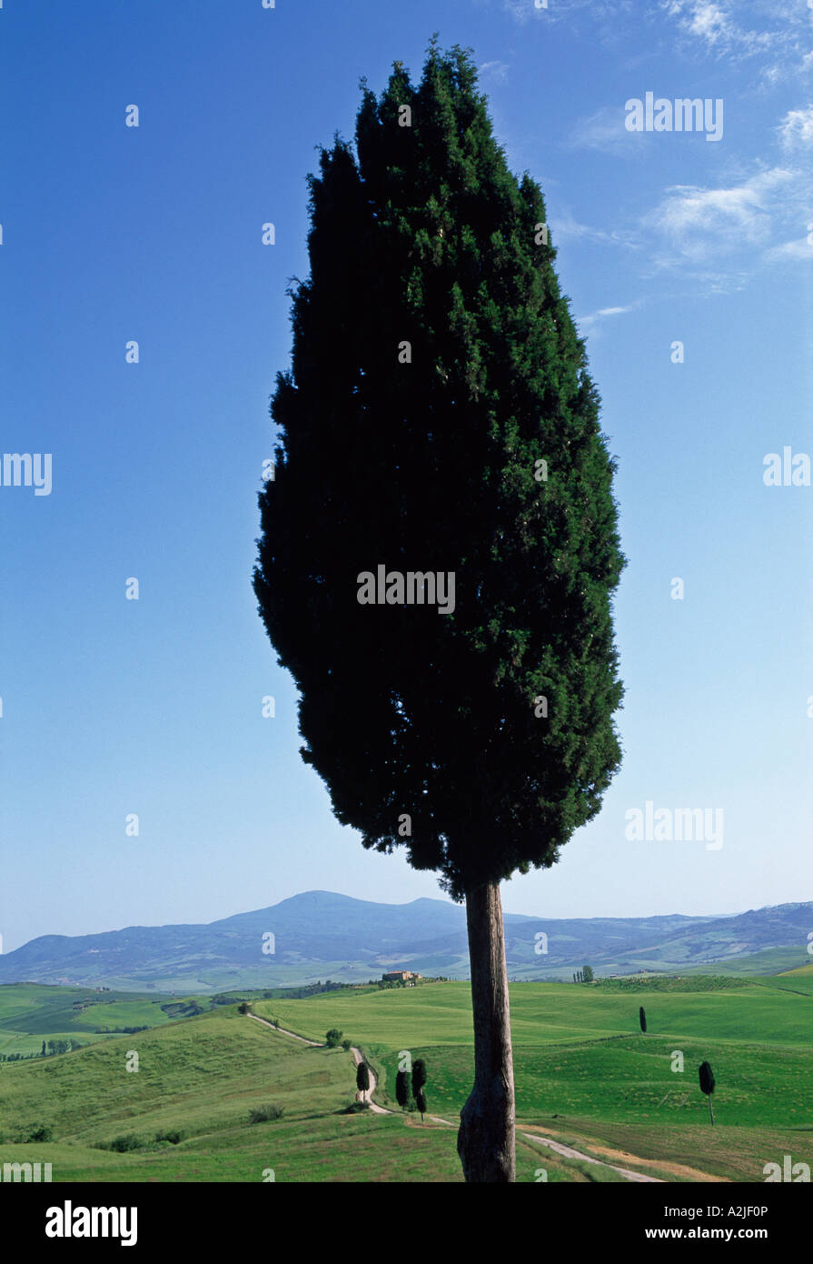 Tuscany countryside cypress tree hi-res stock photography and images ...