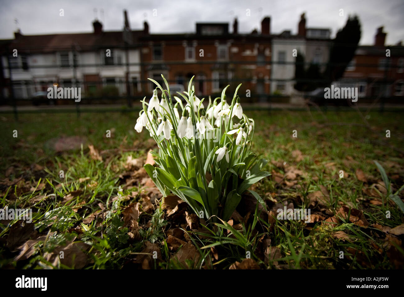 A bunch of delicate Snowdrops in full flower weeks earlier than ...
